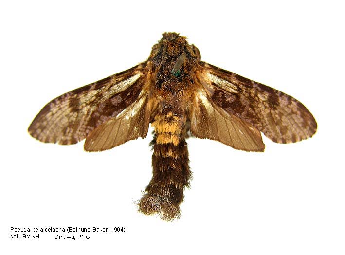 Papua Insects Foundation (Lepidoptera/Psychidae thumbnails)